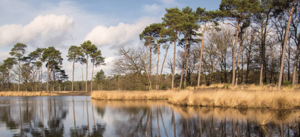 Brabant is Buzzing - stichd